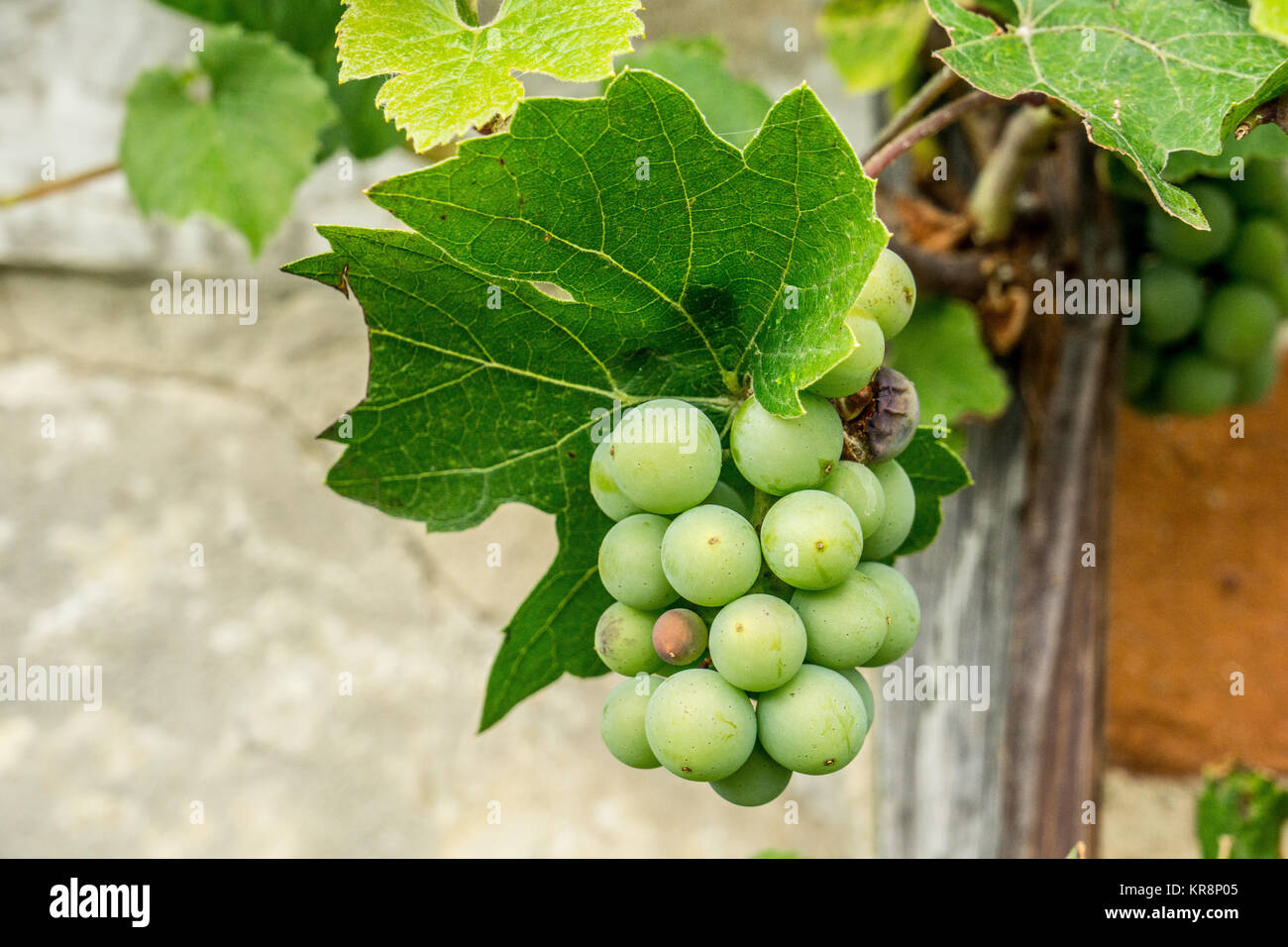 Grapes growing against the wall Stock Photo - Alamy