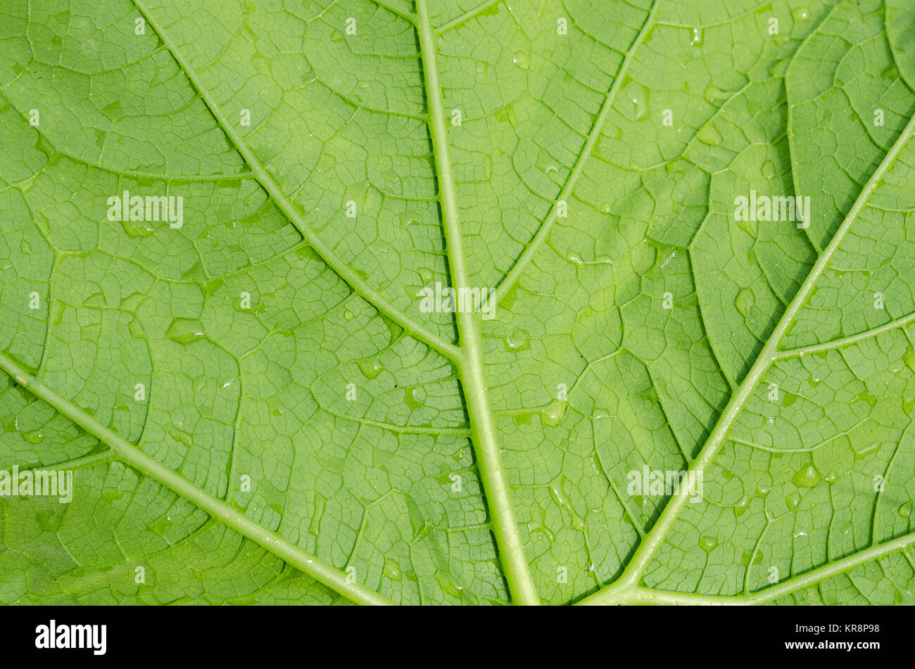 Pattern of green leaf Stock Photo - Alamy