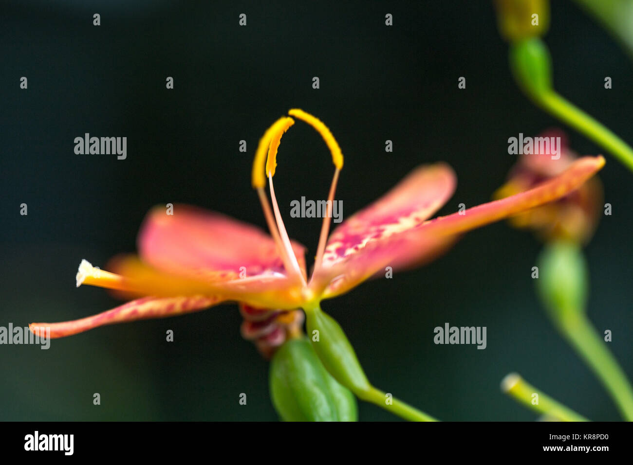 delicate orchids bloom Stock Photo - Alamy