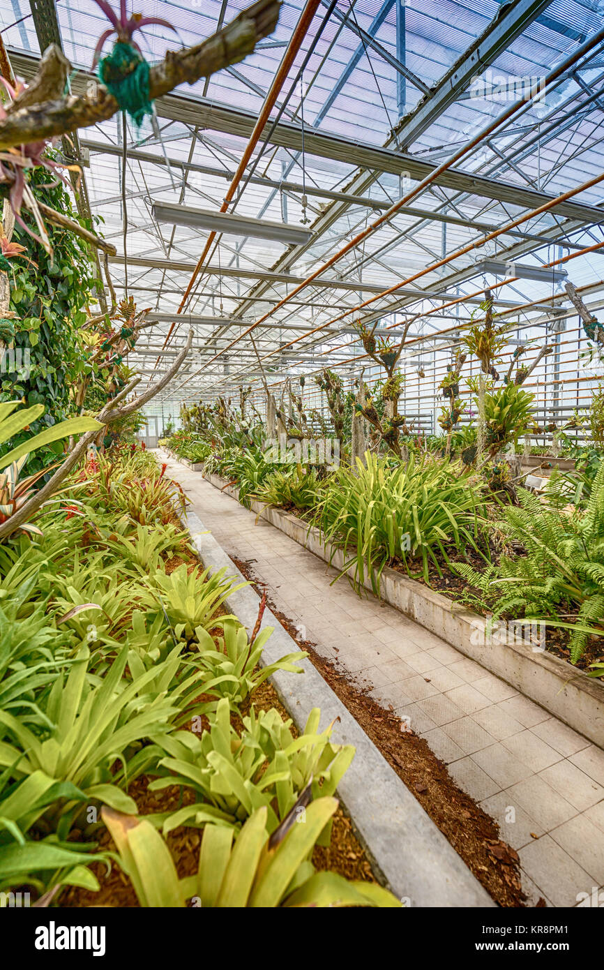 Many green plants Stock Photo - Alamy