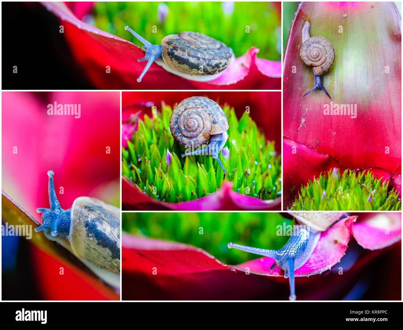 Photo collage of Macro shot of a snail on an colorful exotic plant ...