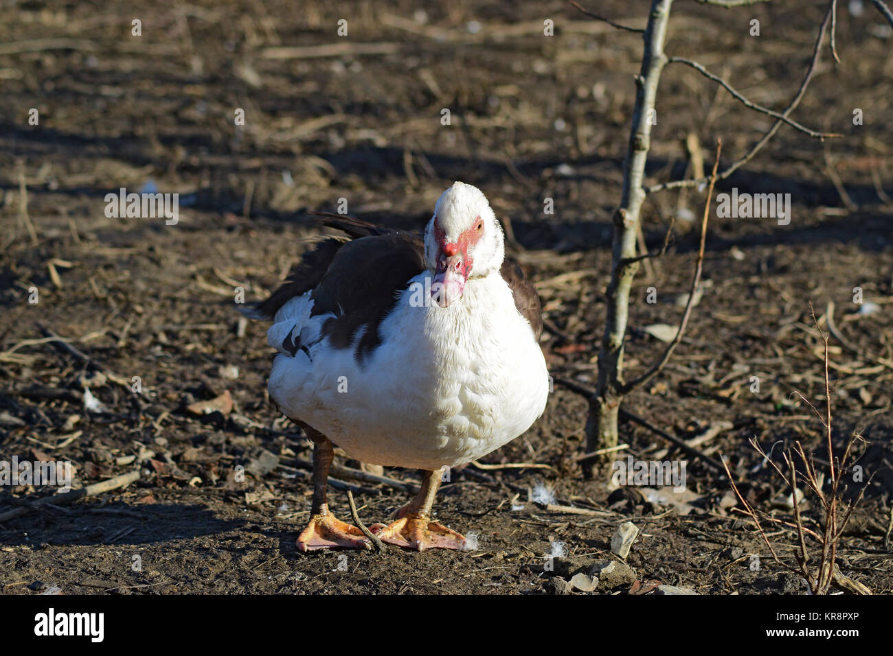 The musky duck Stock Photo - Alamy