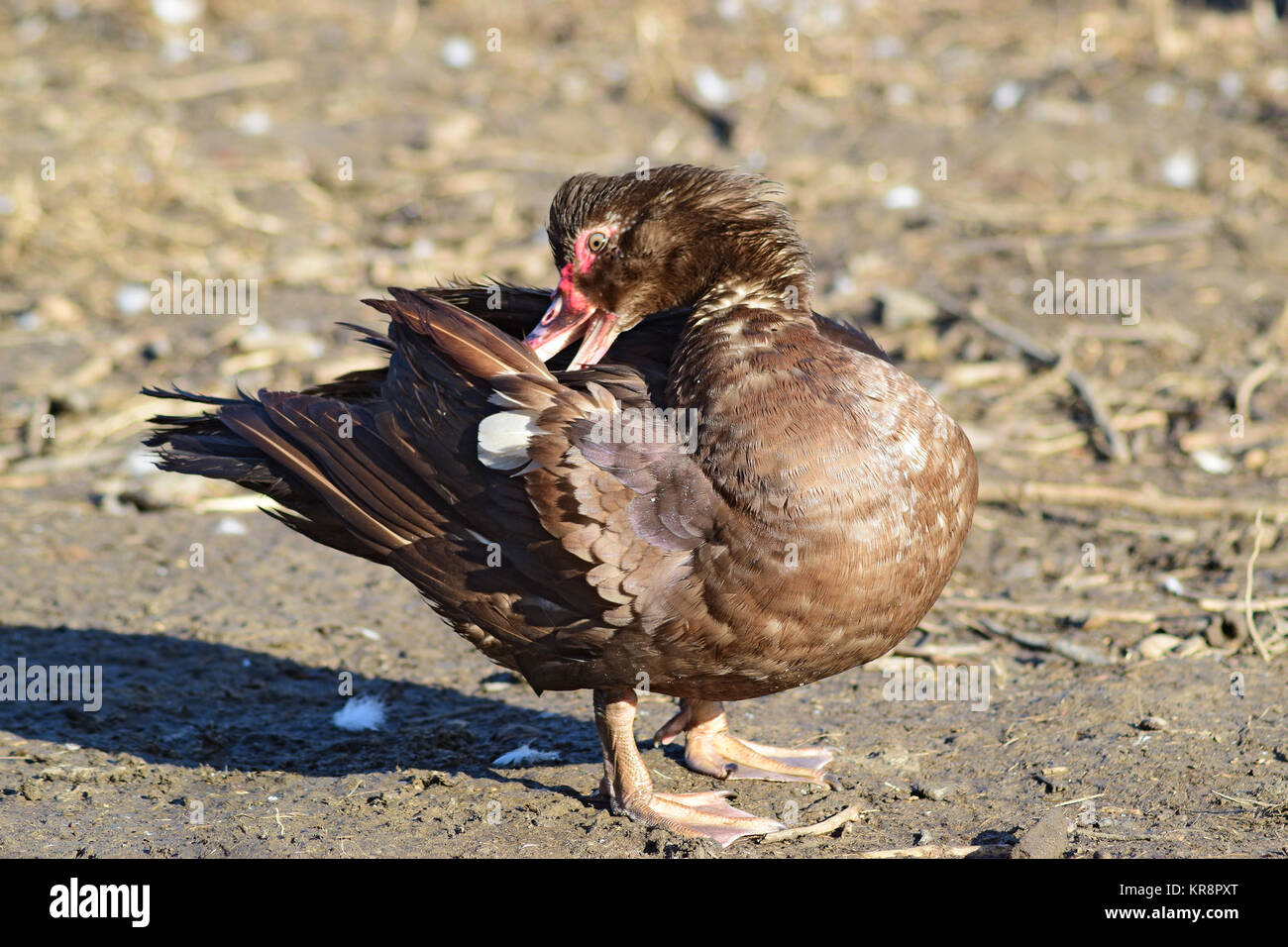 The musky duck Stock Photo - Alamy