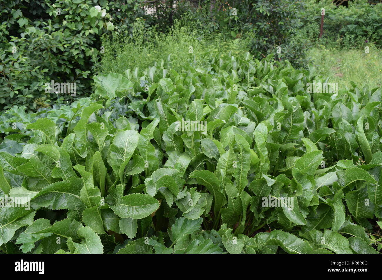 Growing horseradish in the backyard garden Stock Photo - Alamy