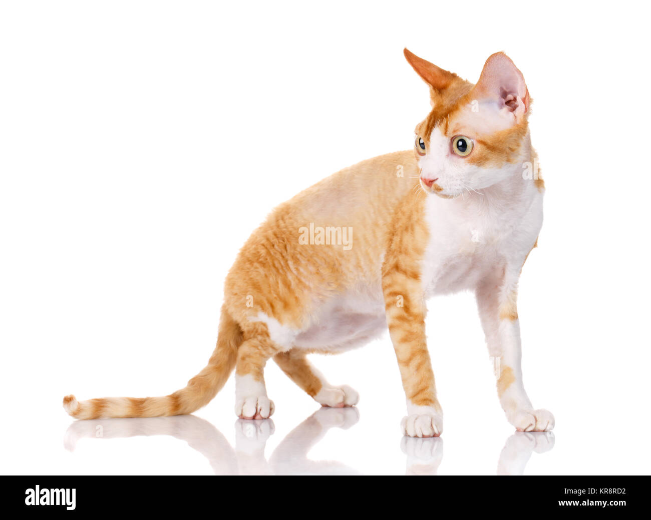 Orange devon rex cat with big ears looking aside on white background ...
