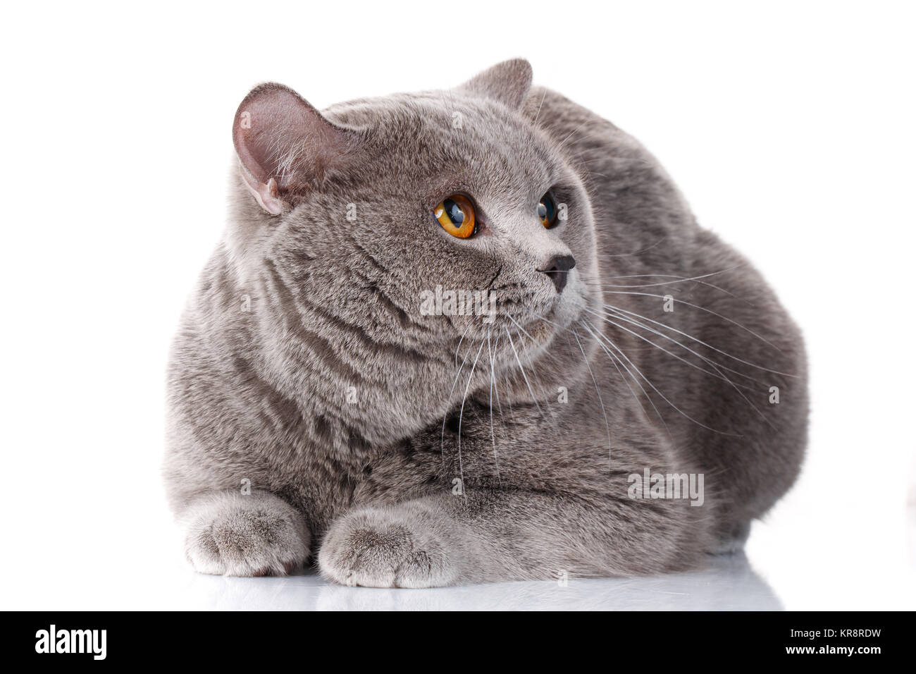 evil gray British Shorthair cat with brown eyes Stock Photo - Alamy