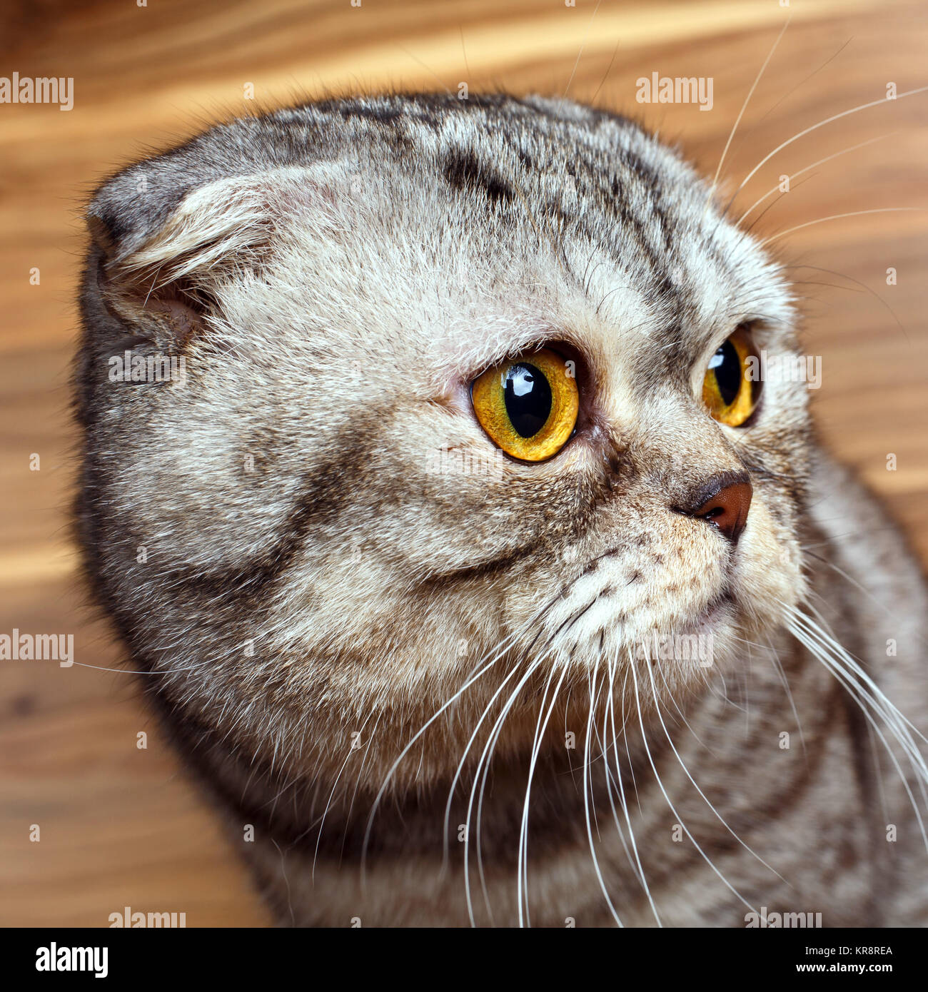 bicolor stripes cat with yellow eyes crying Scottish Fold Stock Photo ...