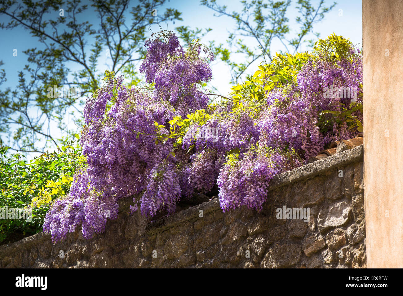 Wall overgrown with plants Stock Photo - Alamy