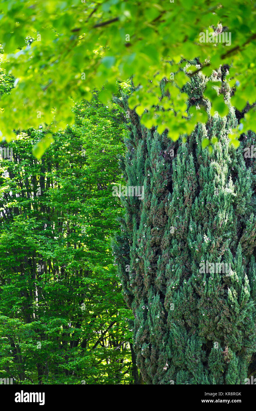 Variety of trees Stock Photo - Alamy