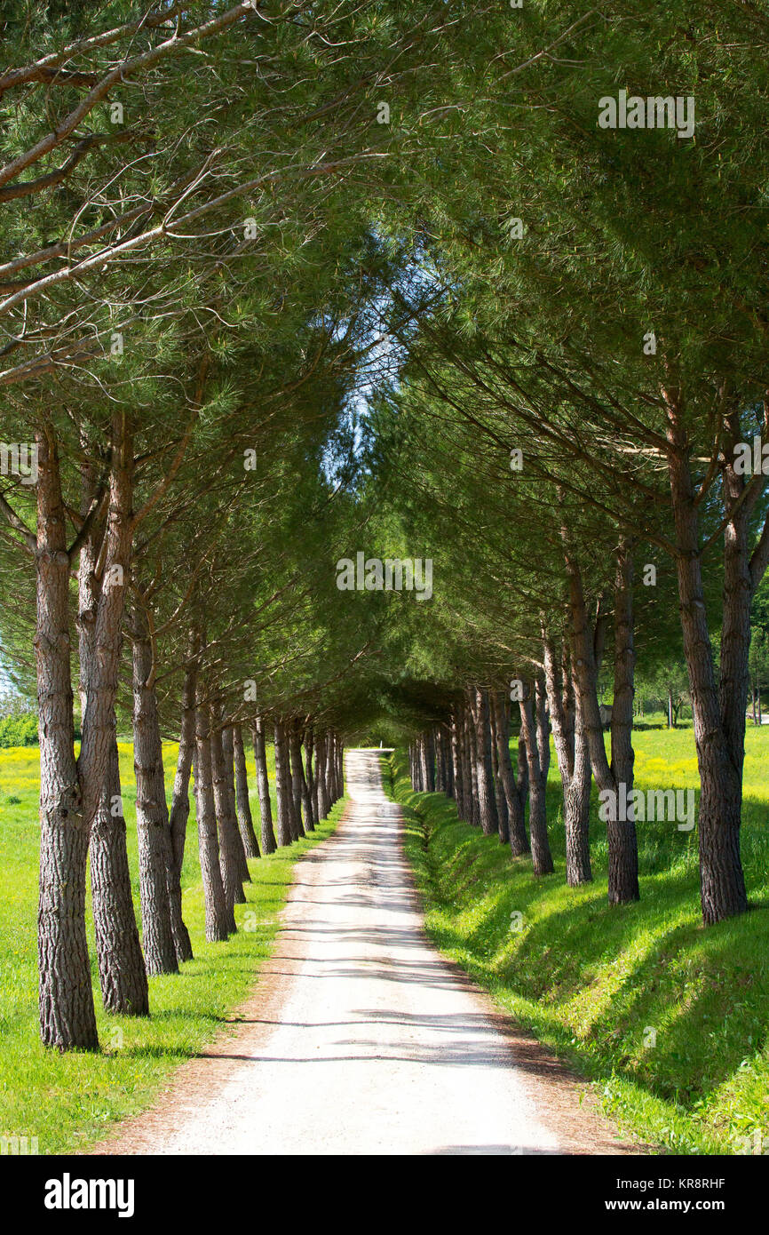 Tree lined path in summer Stock Photo - Alamy