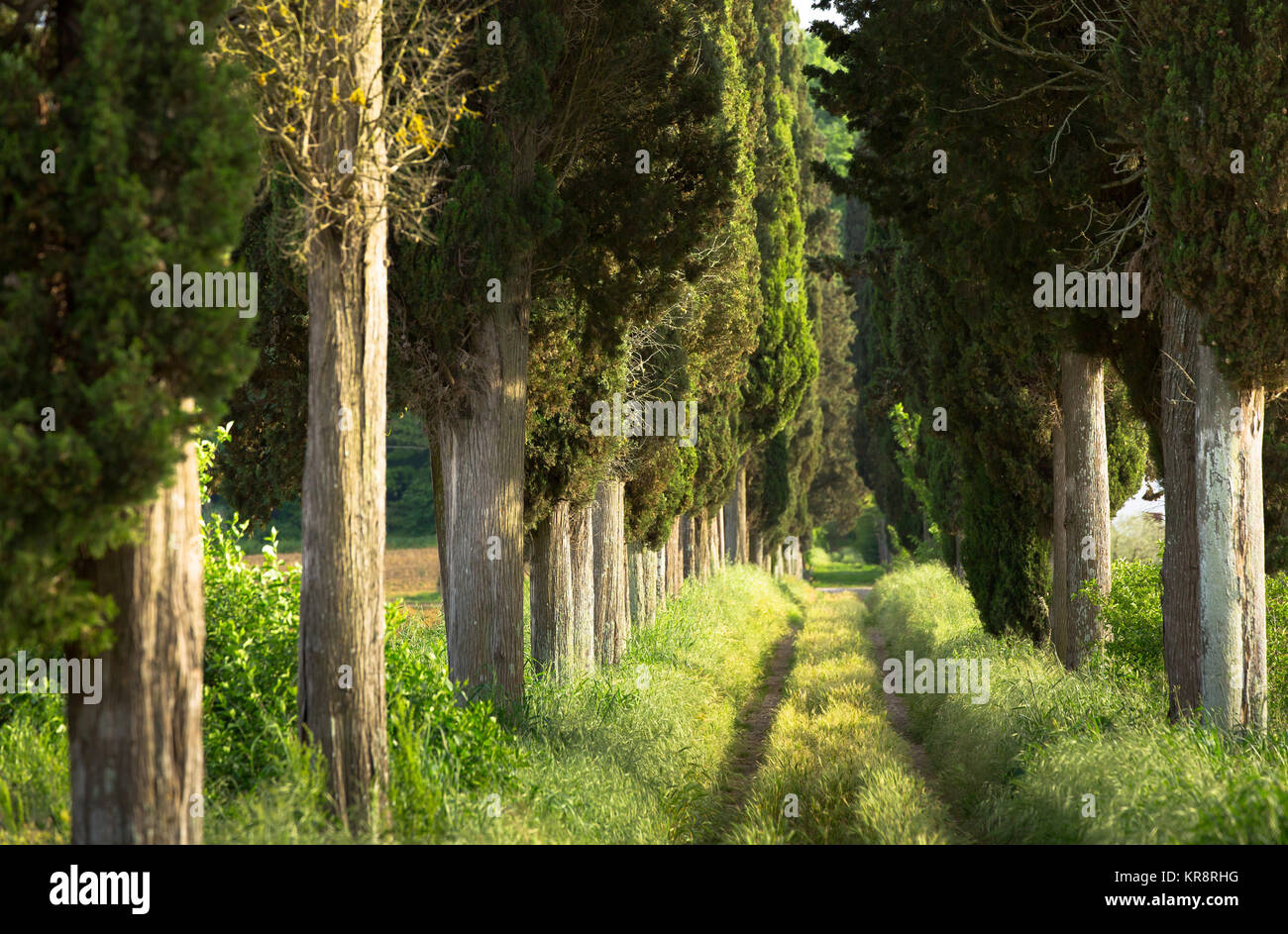 Tree lined footpath Stock Photo - Alamy