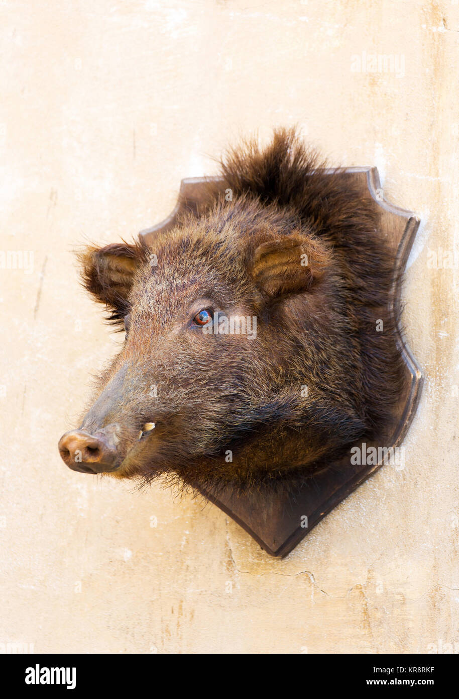 Stuffed wild boar head on a wall Stock Photo - Alamy