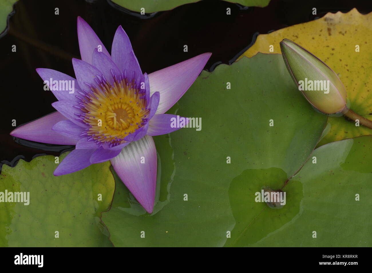 violet Lily in the pond on a bright sunny day, violet lotus flower ...