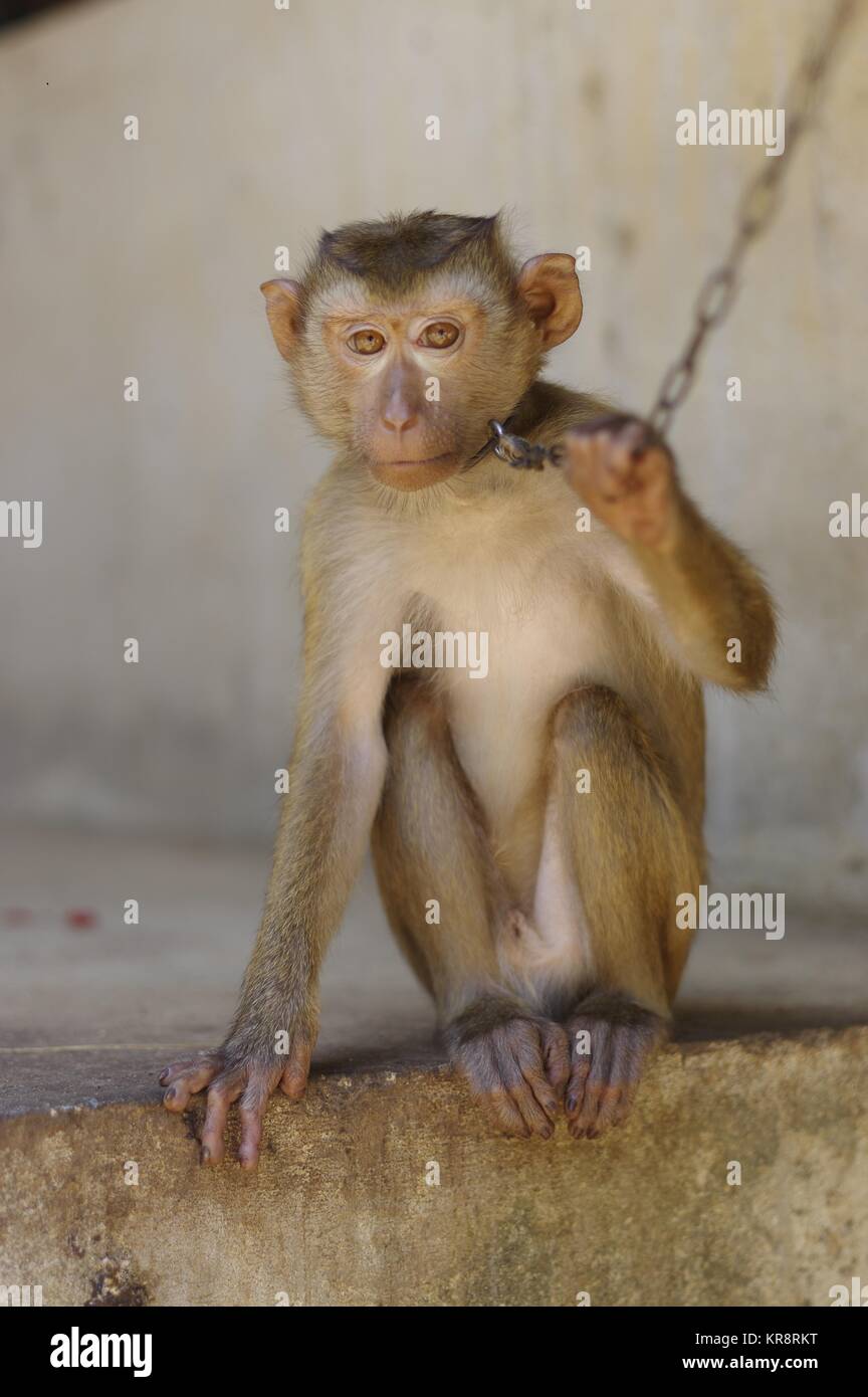 Young brown macaca monkey in Chains in Thailand Stock Photo - Alamy