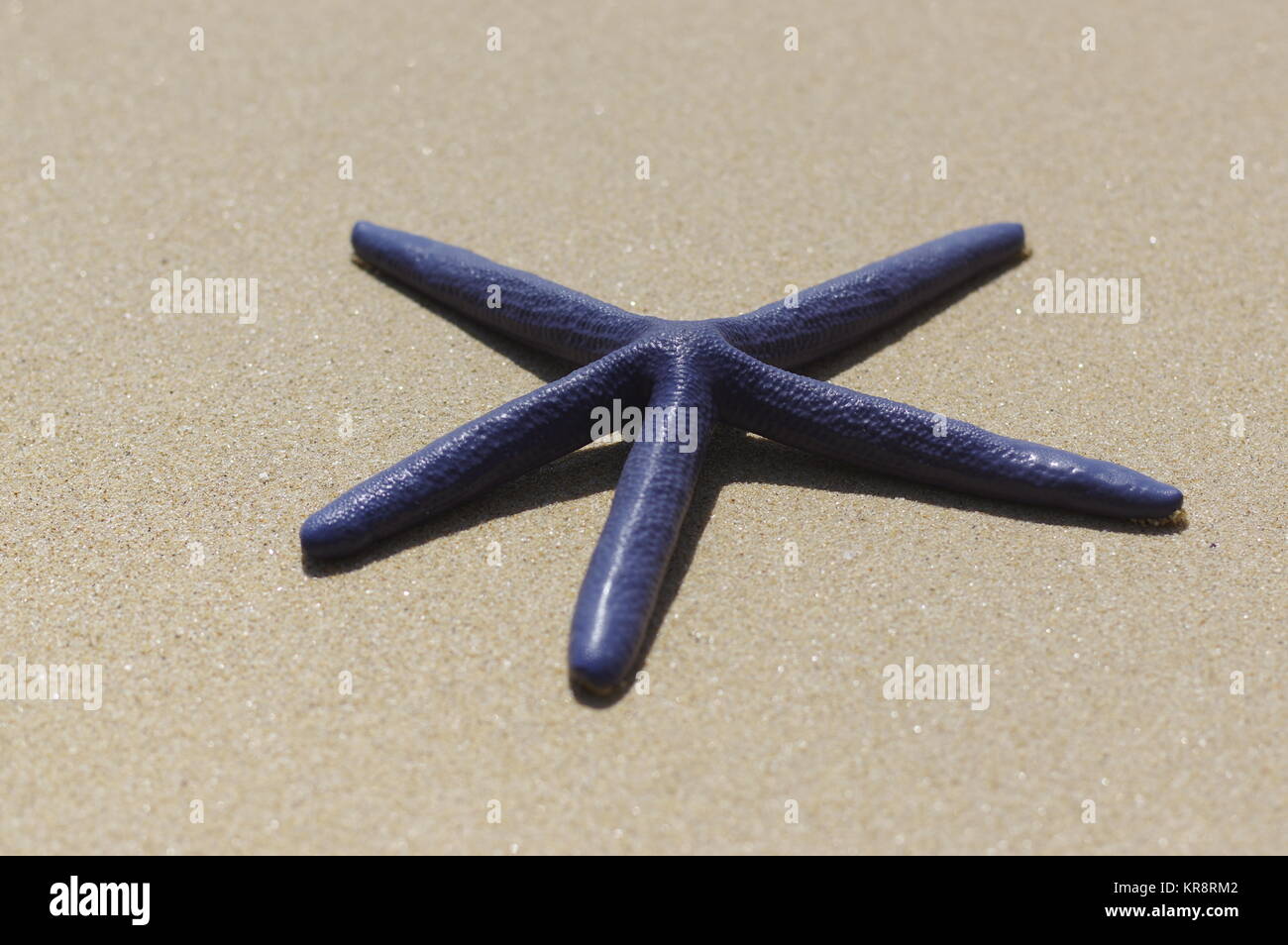 Blue sea star, Linckia laevigata, on the sand, Pacific ocean, Thailand ...