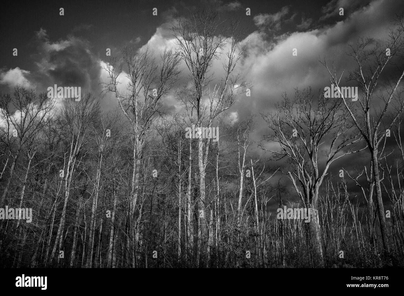 Monochromatic landscape of forest Stock Photo - Alamy