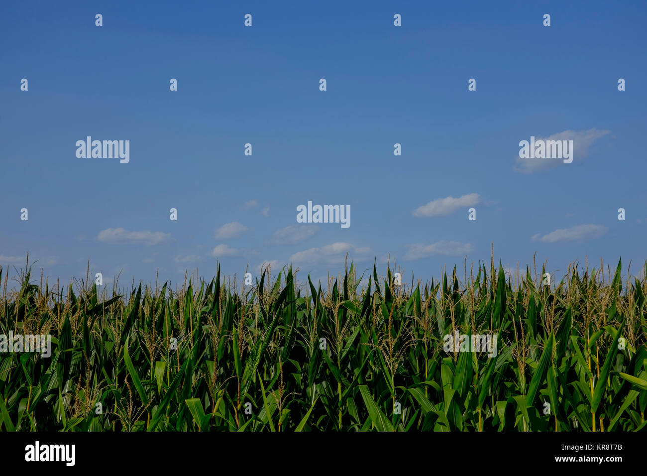 Corn field against blue sky Stock Photo - Alamy