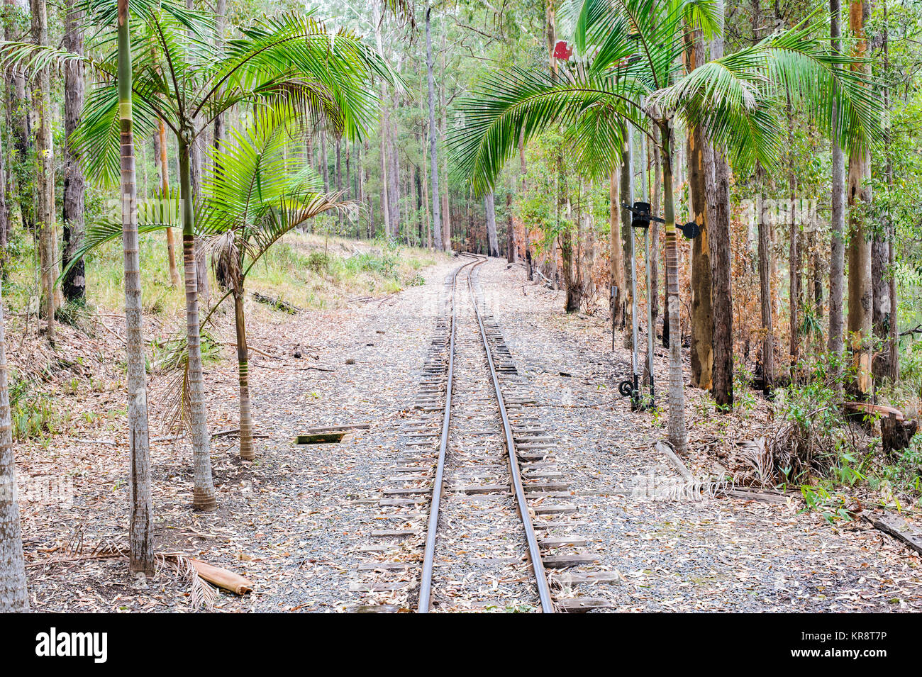 Railroad track in palm forest Stock Photo - Alamy