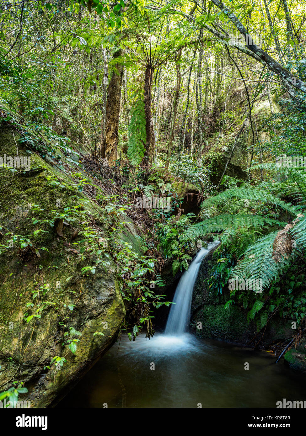 Waterfall in forest Stock Photo - Alamy