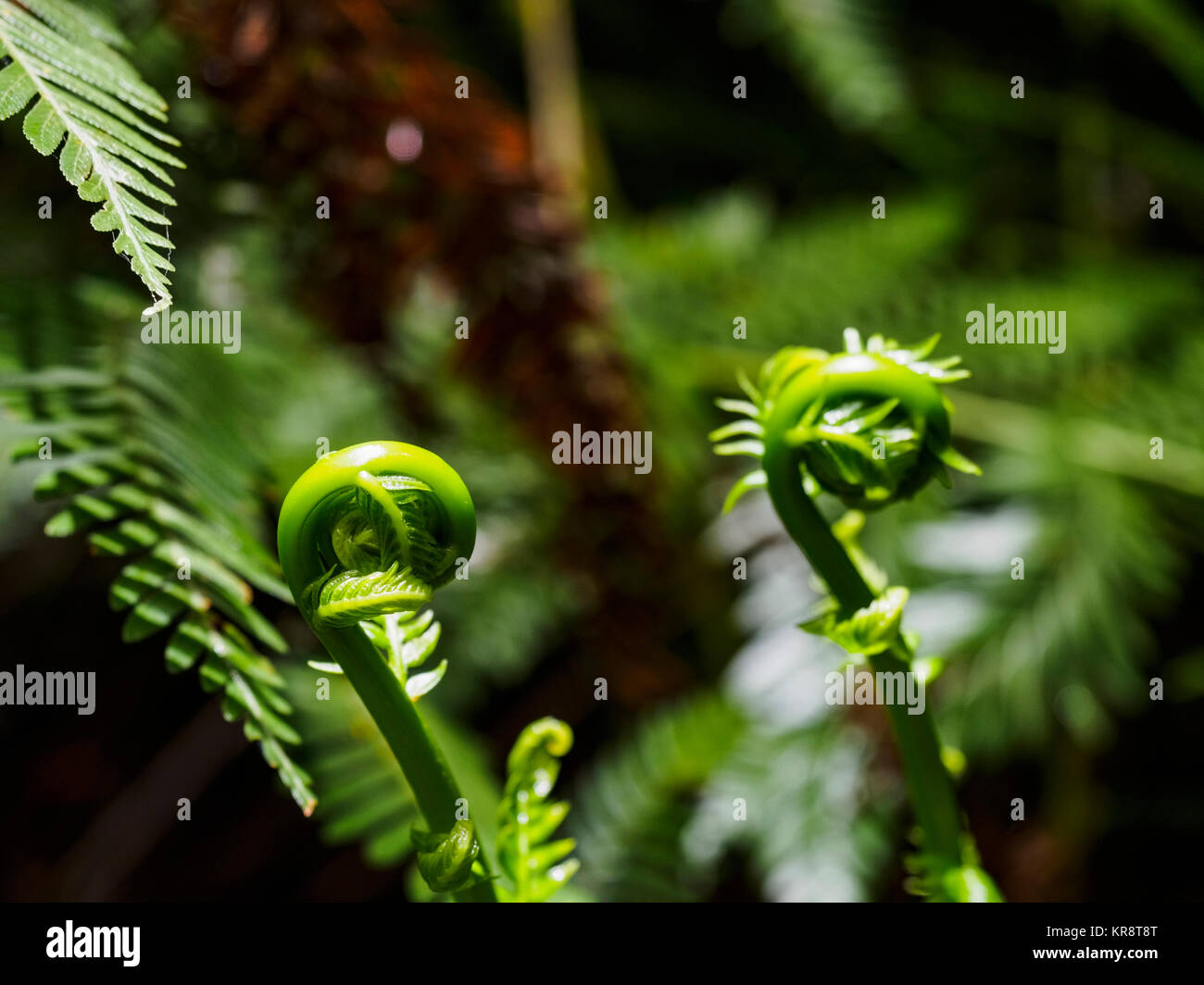 Green fern frond Stock Photo - Alamy