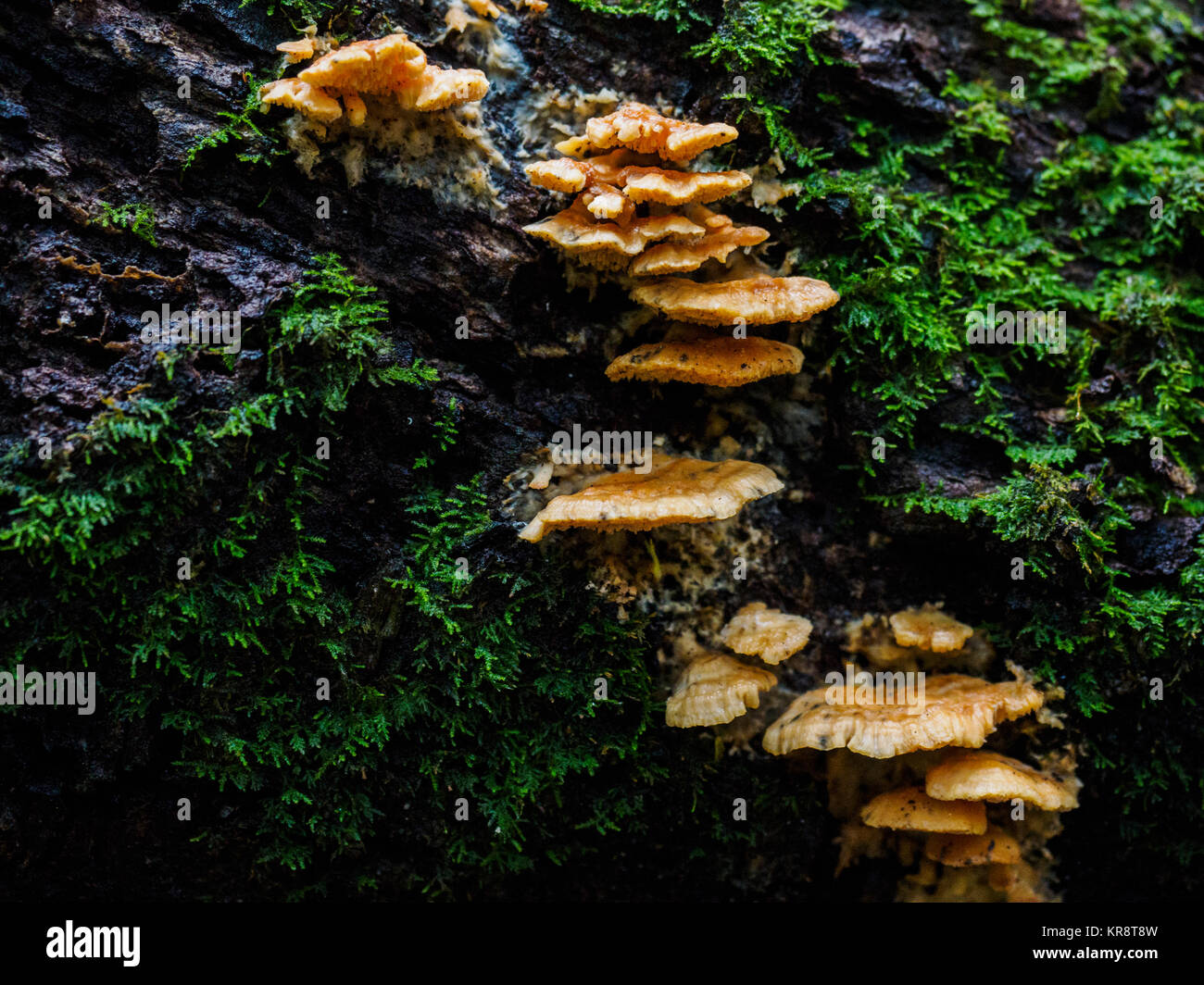 Overgrown rock formation hi-res stock photography and images - Alamy