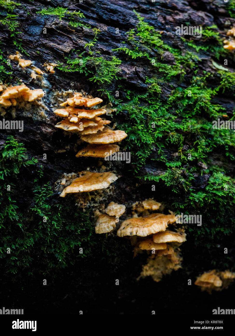 Overgrown rock formation hi-res stock photography and images - Alamy