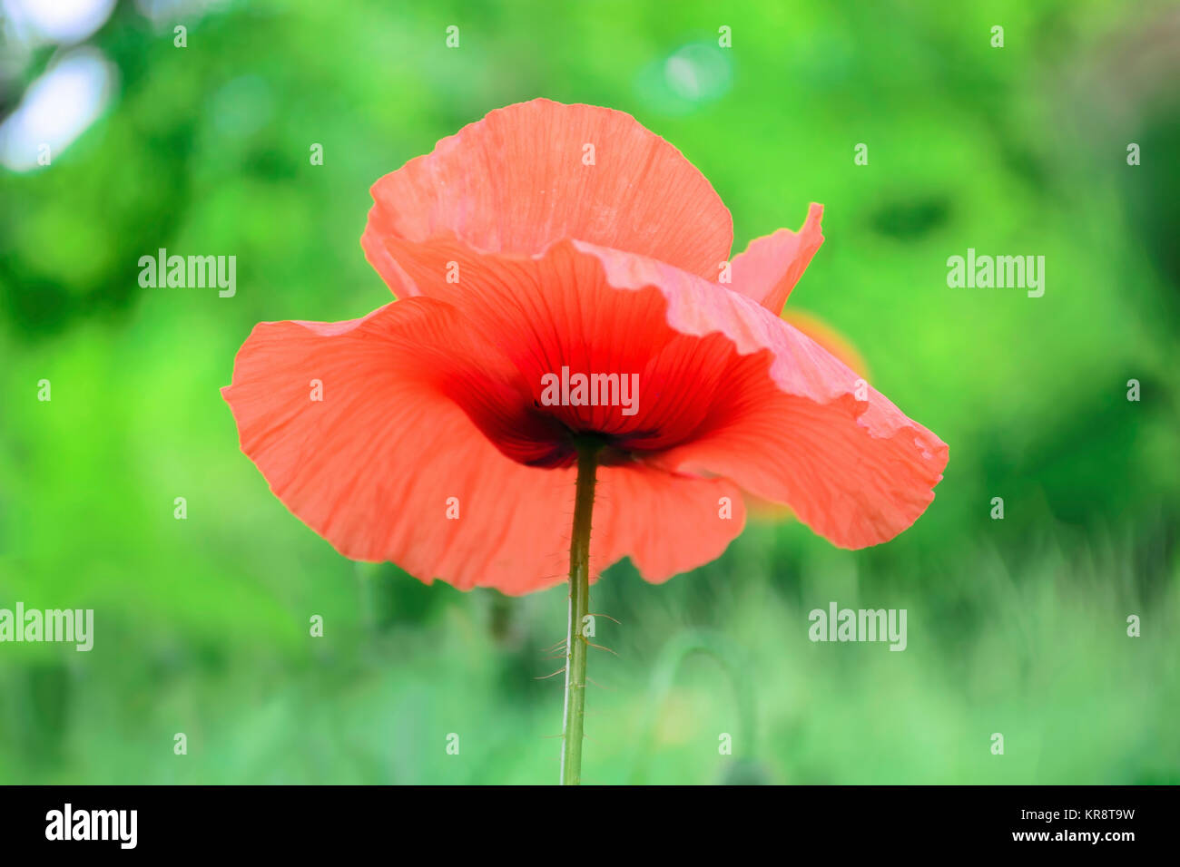 Head of poppy Stock Photo - Alamy
