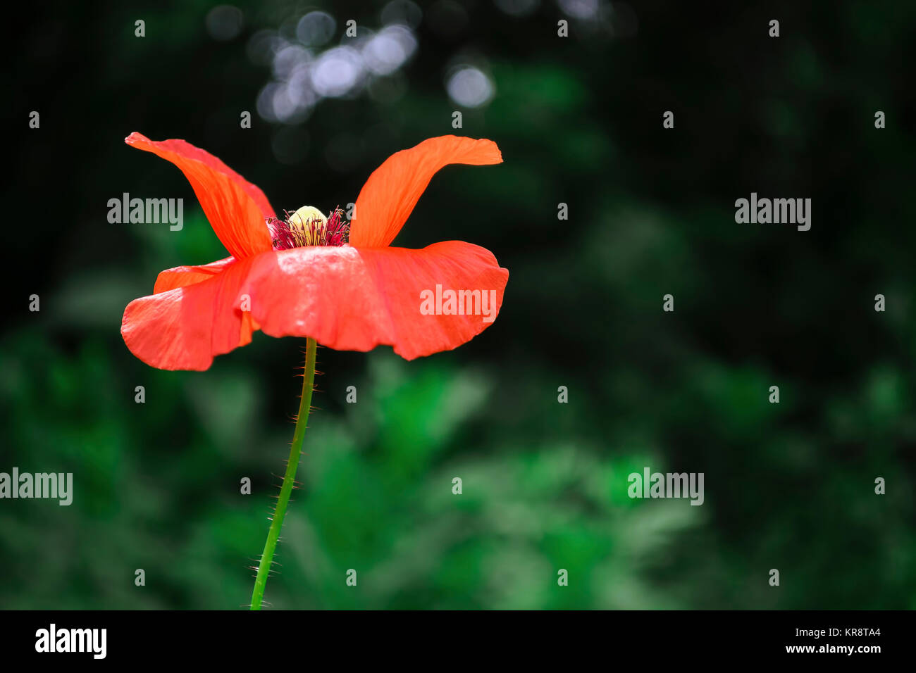 Head of poppy Stock Photo - Alamy