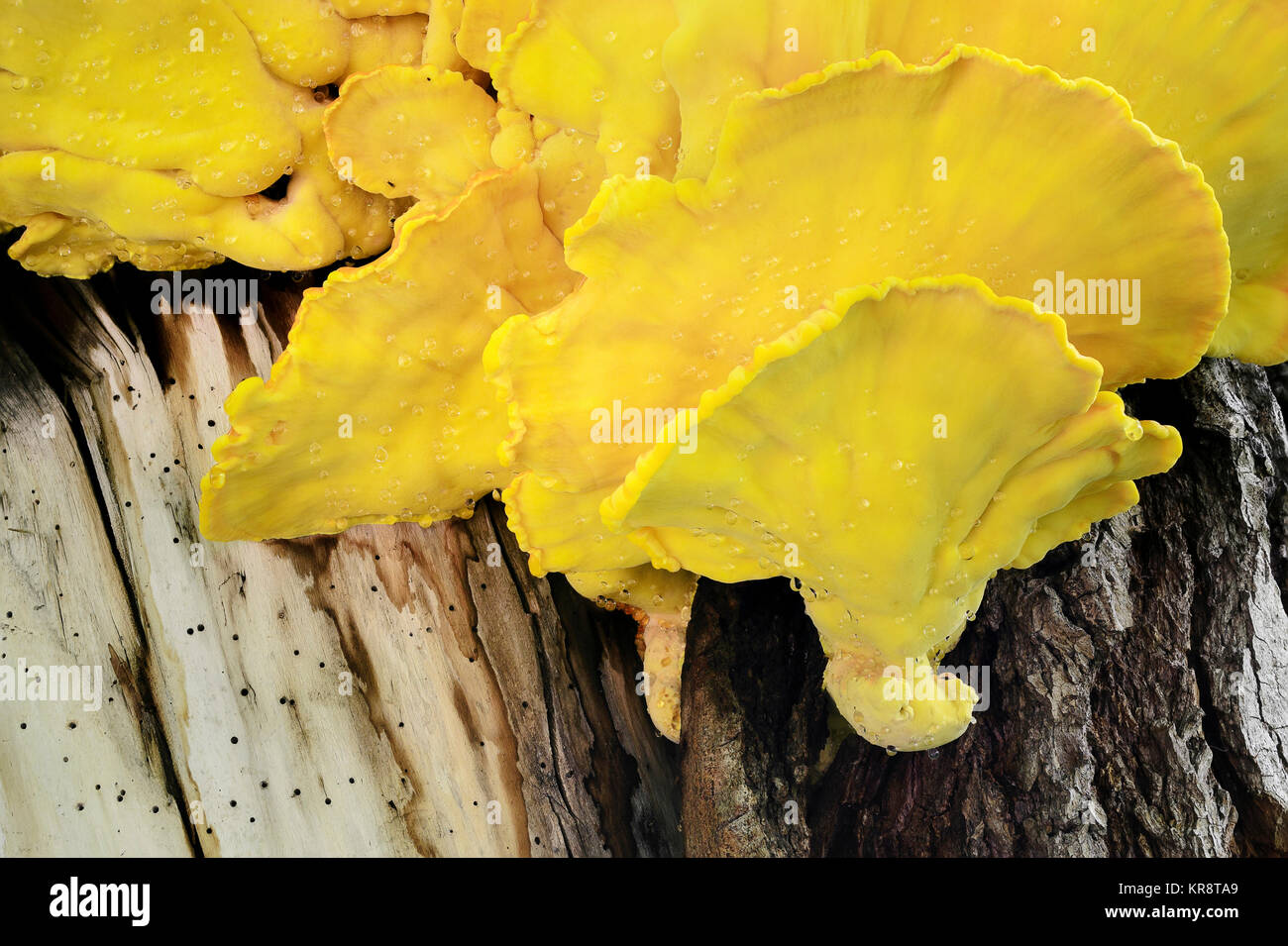 Tree trunk overgrown by yellow fungus Stock Photo - Alamy