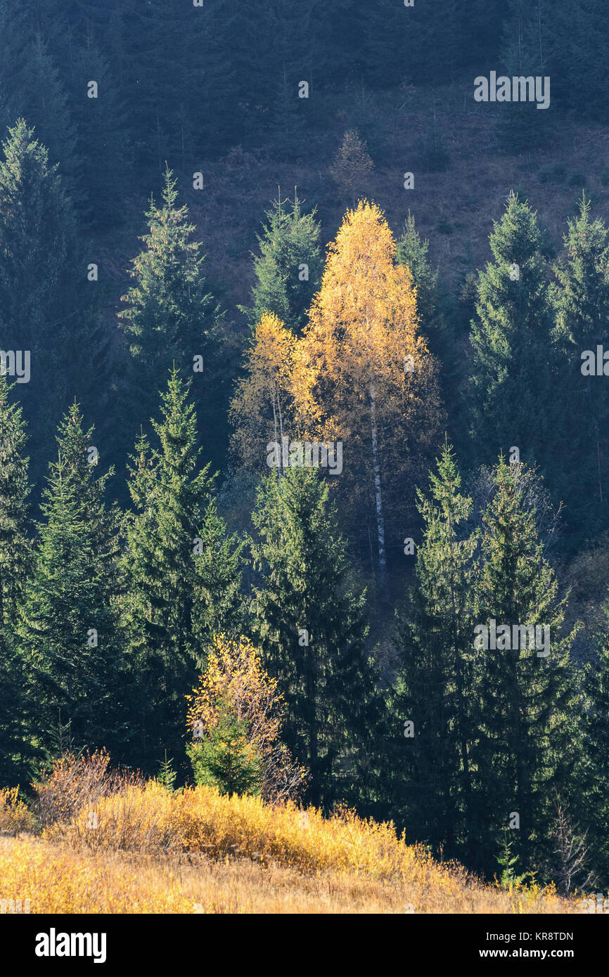 Ukraine, Ivano-Frankivsk region, Verkhovyna district, Carpathians ...