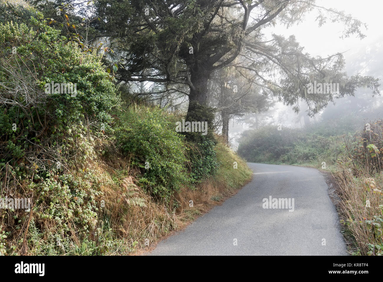 USA, California, Humboldt County, Trees and bushes next to road Stock ...