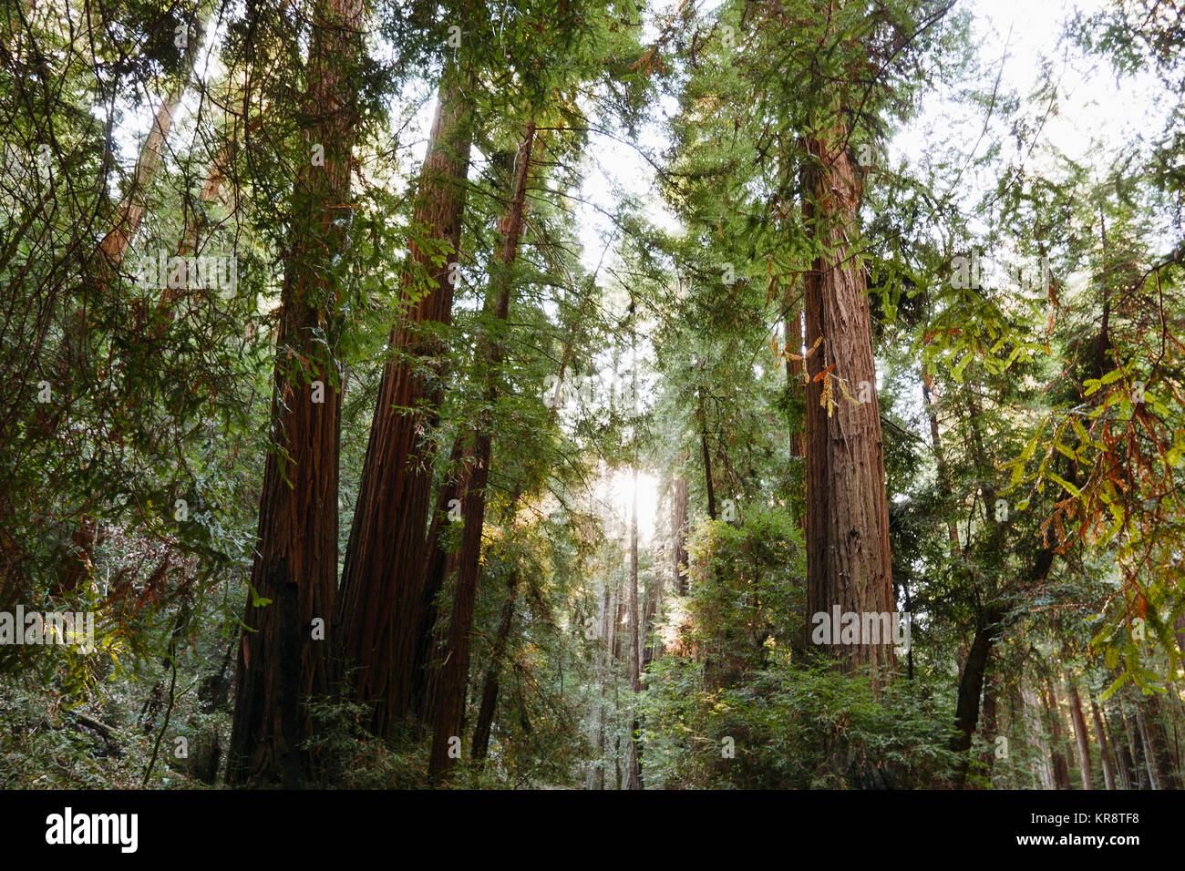 USA, California, Muir Woods National Park, Tall trees in forest Stock ...