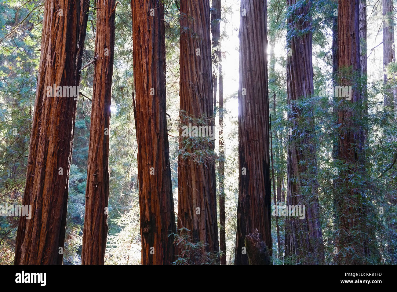 USA, California, Muir Woods National Park, Tall trees in forest Stock ...