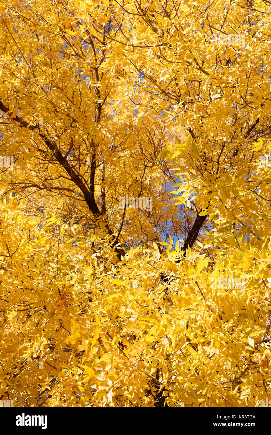 Trees with yellow leaves Stock Photo - Alamy