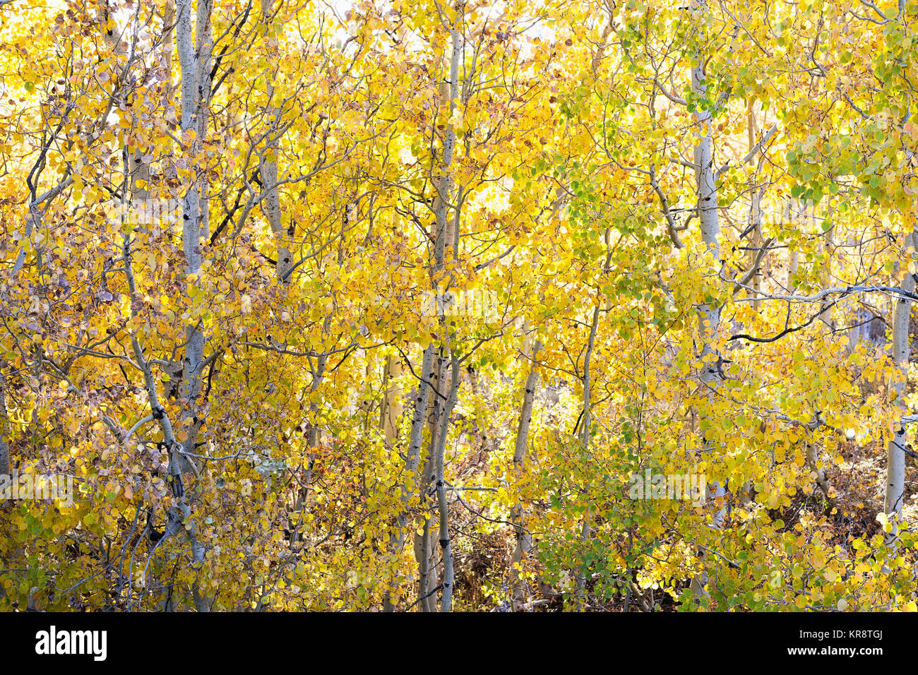 Forest during autumn Stock Photo - Alamy