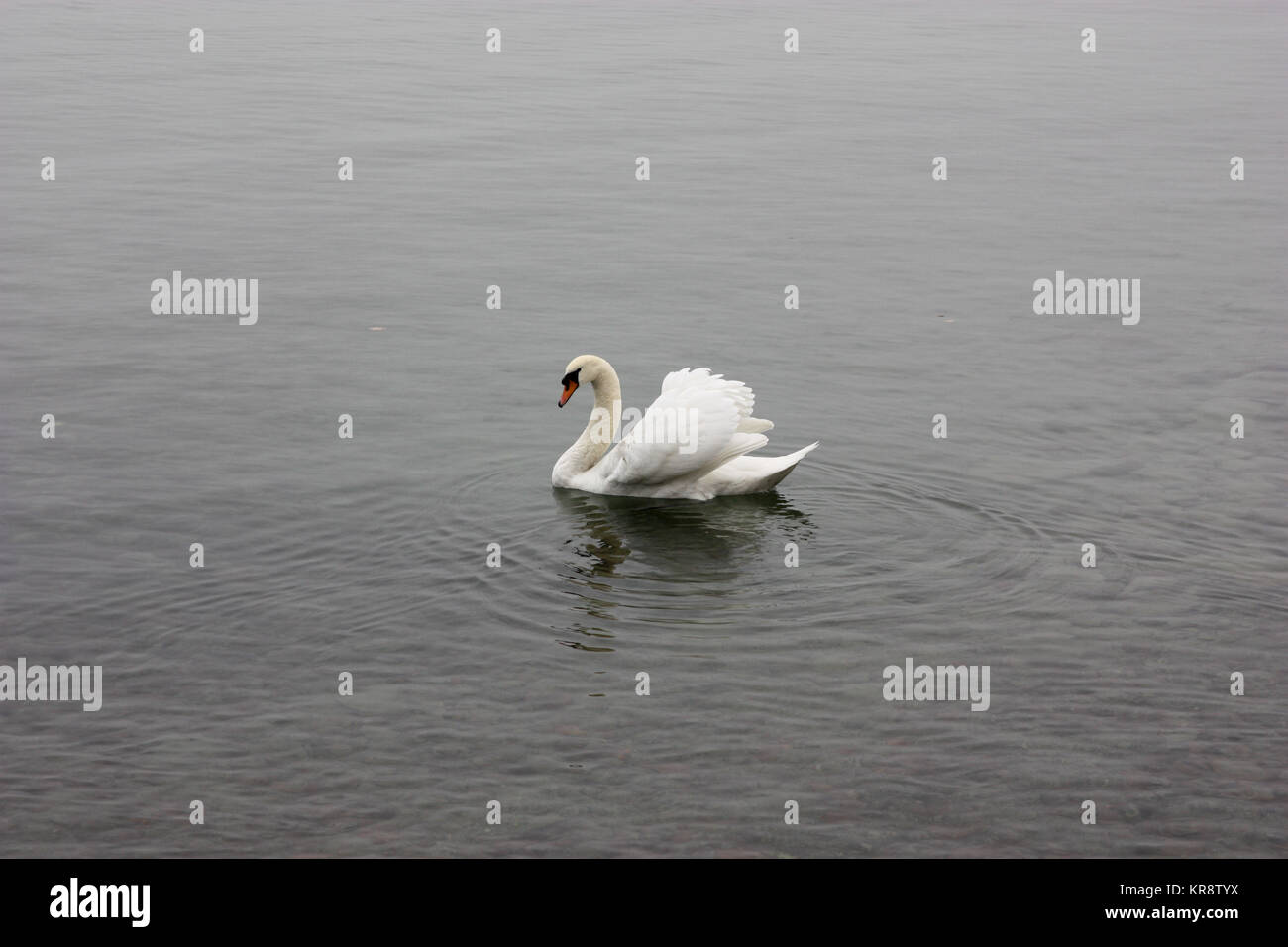 Sad swan hi-res stock photography and images - Alamy