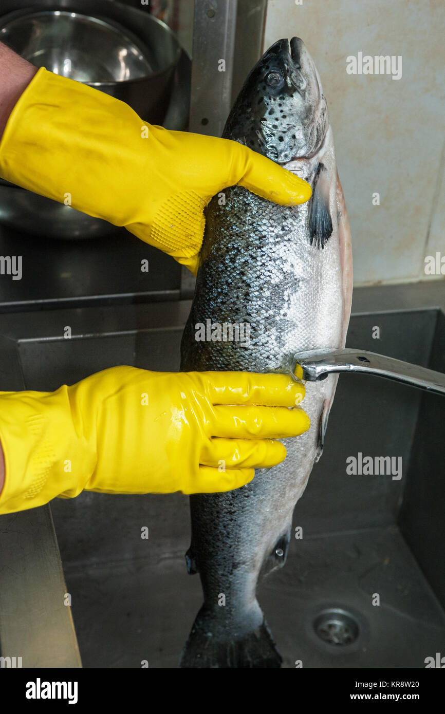 cleaning salmon fish Stock Photo - Alamy