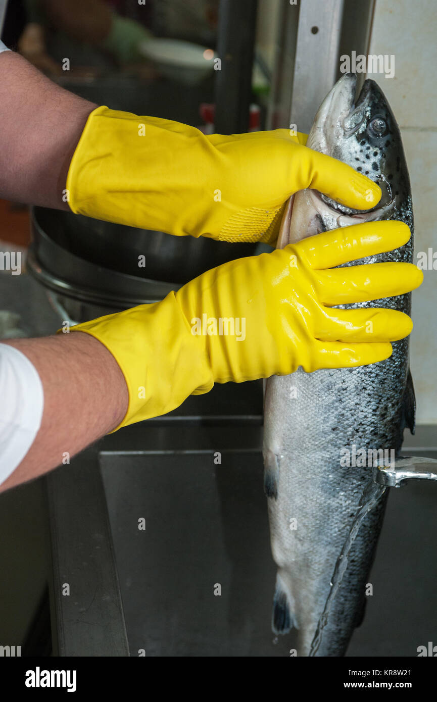 cleaning salmon fish Stock Photo - Alamy