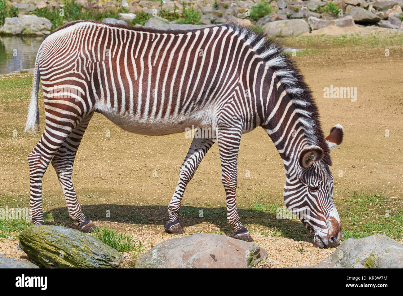 Zebra (Equus Quagga Stock Photo - Alamy