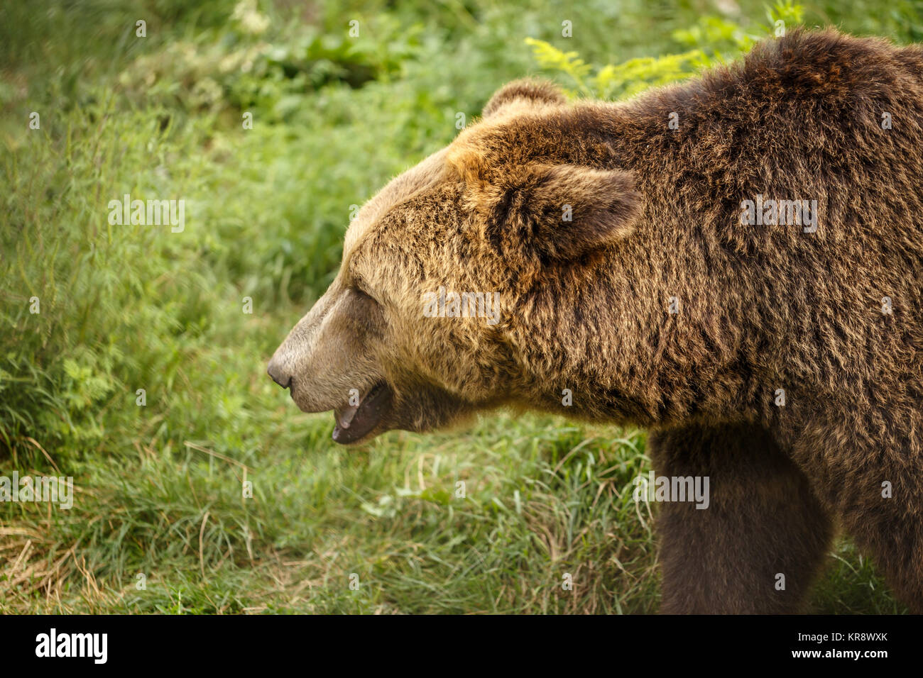 Marsican brown bear hi-res stock photography and images - Alamy