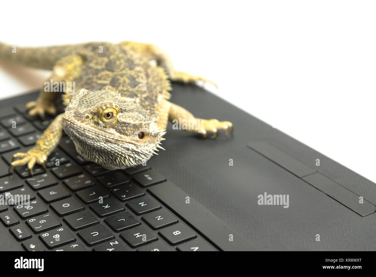 Computer lizard hi-res stock photography and images - Alamy