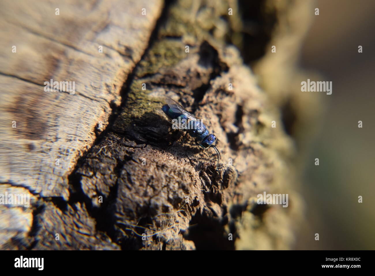 Ruby tailed jewel cuckoo hi-res stock photography and images - Alamy