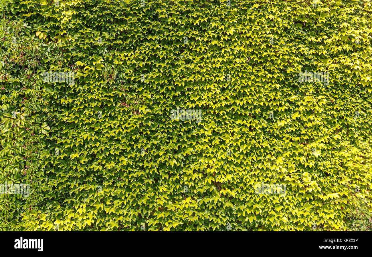 Green leaves wall Stock Photo - Alamy