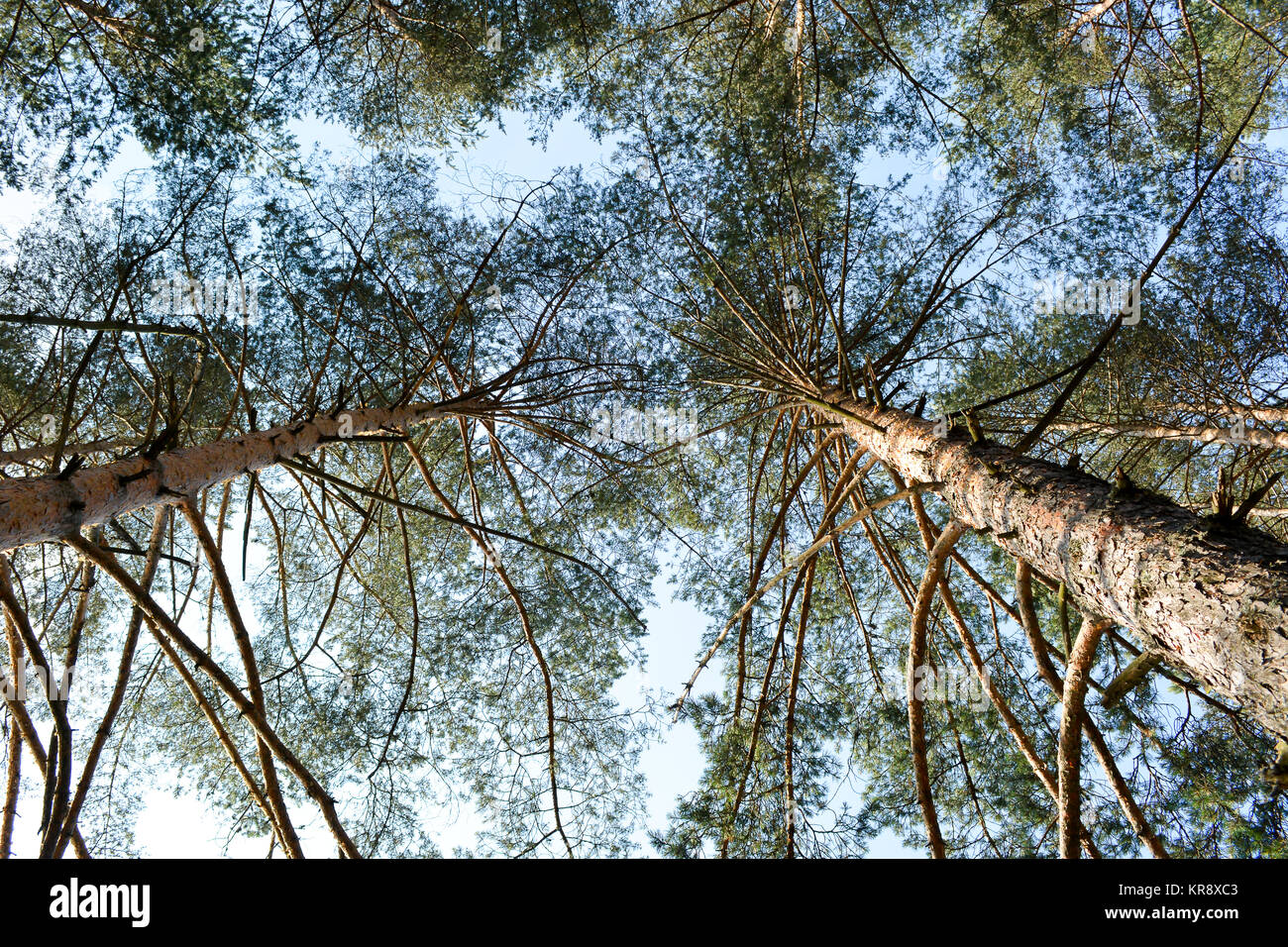 Pine trees when looking up Stock Photo - Alamy
