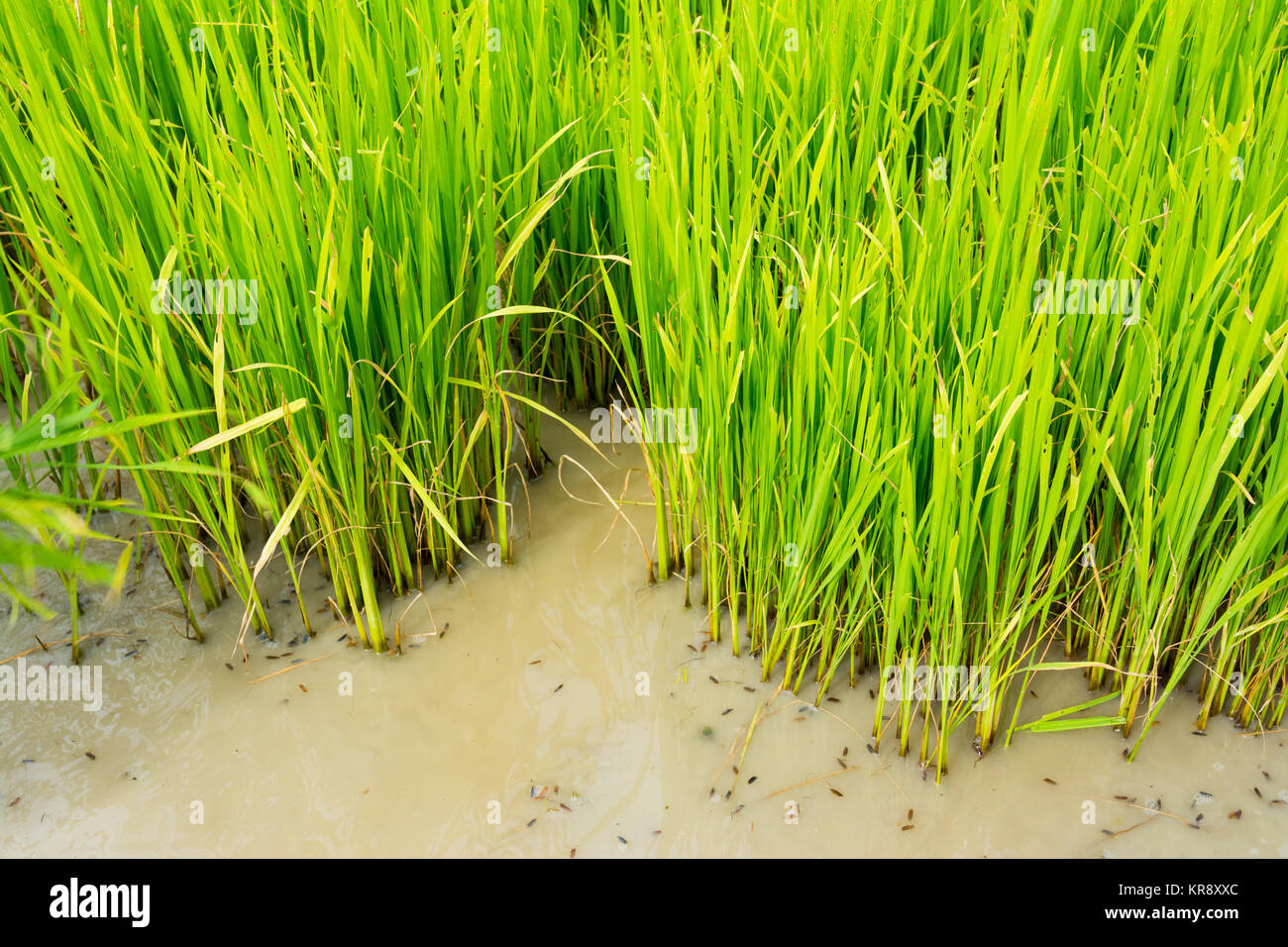 Farmers plant rice in rice field Stock Photo - Alamy