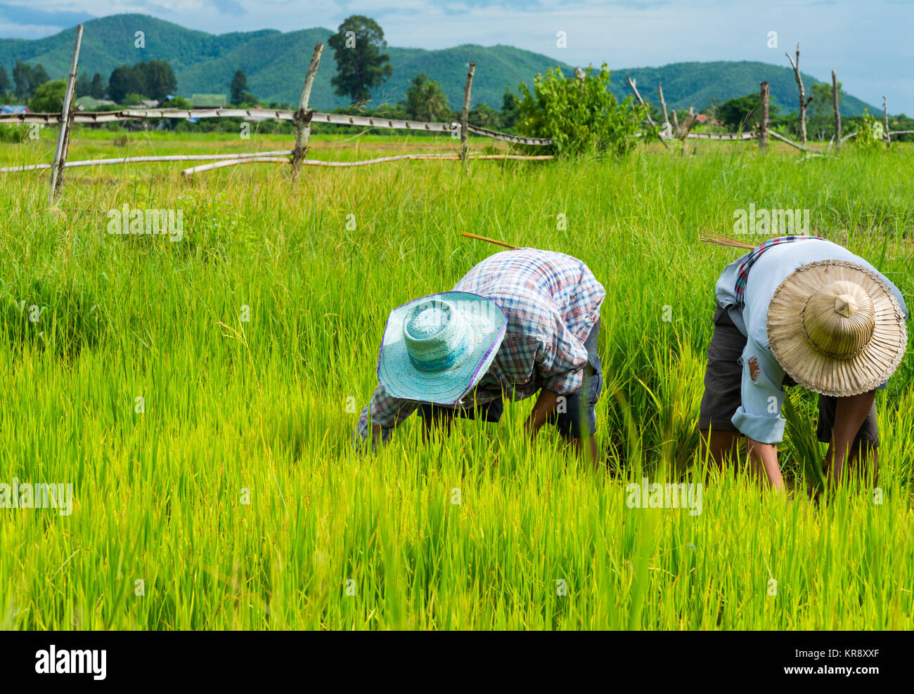 Farmers plant rice in rice field Stock Photo - Alamy