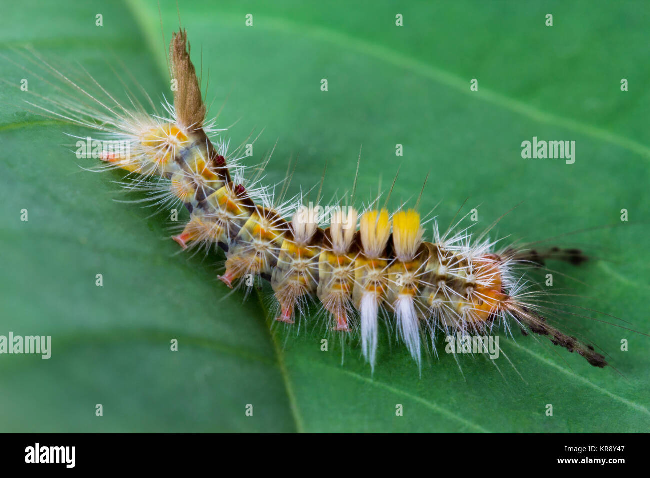 Caterpillar hairy insect wildlife hi-res stock photography and images ...