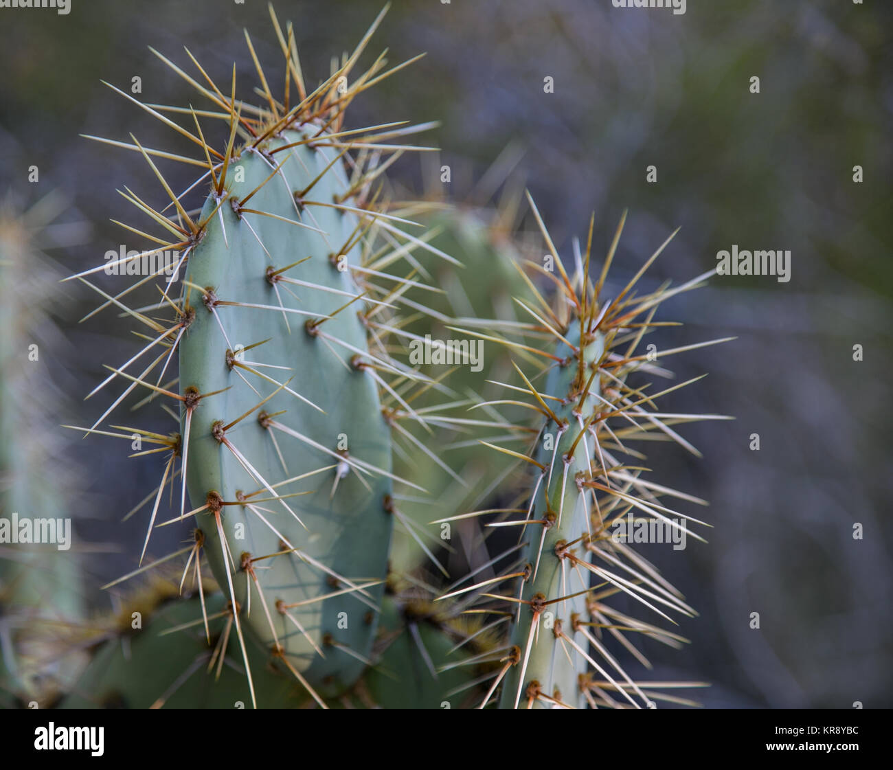 Desert Botanical Garden, cacti close-up, Phoenix, Arizona Stock Photo ...