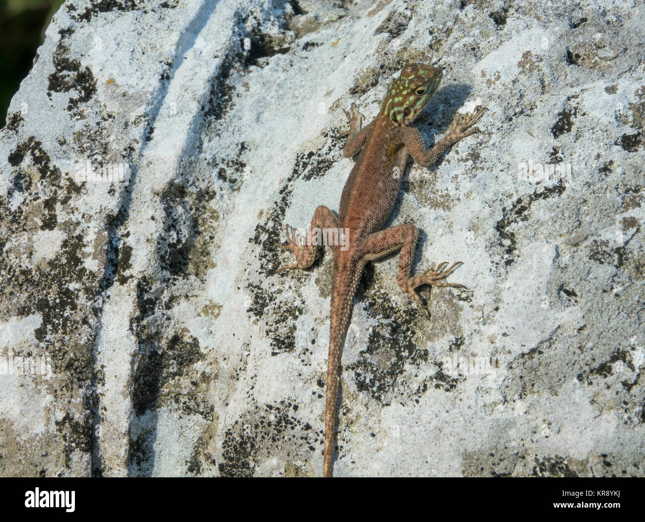 Juvenile African Rainbow Lizard or African Red-headed Agama africana ...