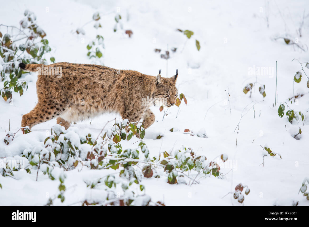 Eurasian Lynx (Lynx lynx) walking quietly in snow Stock Photo - Alamy